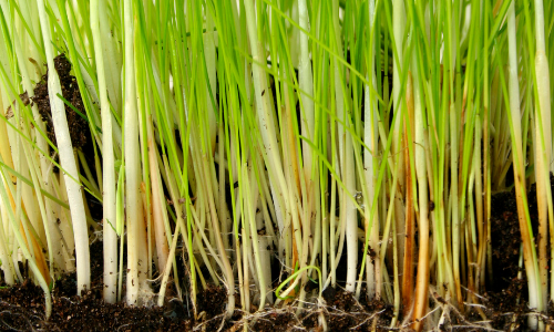 Green Shoots - Signs that the Economy is on the Mend